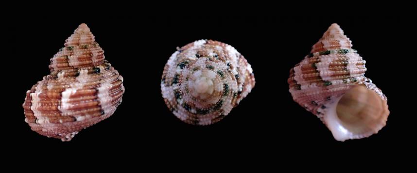 shellauction.net :: Turbo castaneus - 3699442