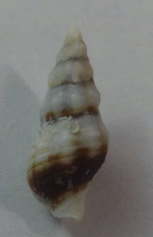 shellauction.net :: Microcolus dunkeri - 3699567