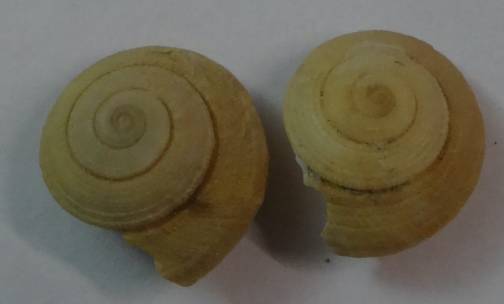 shellauction.net :: Heliacus fallaciosus - 3699582