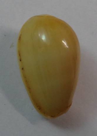 shellauction.net :: Persicula cornea - 3699592