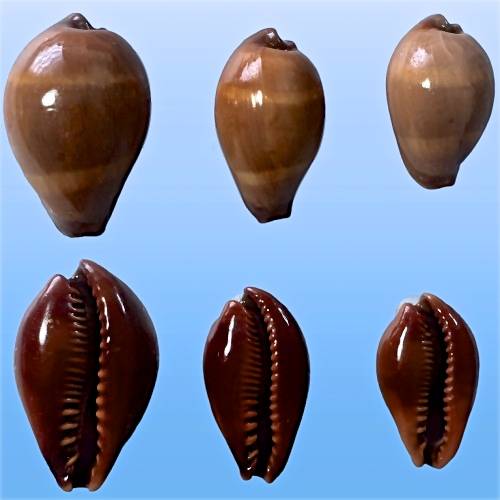 shellauction.net :: Erronea adusta persica - 3699599