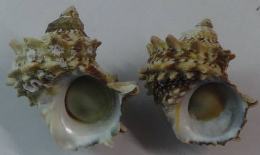 shellauction.net :: Turbo radiatus - 3699608