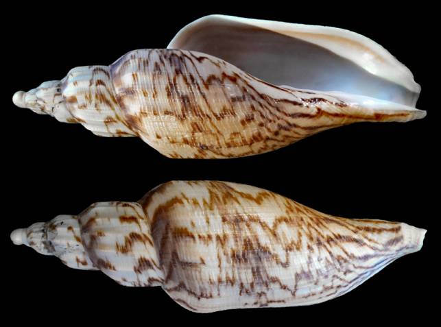 shellauction.net :: Fulgoraria (Fulgoraria) hamillei f.tosaensis - 3699681