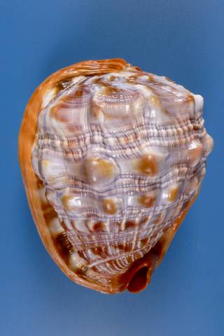 shellauction.net :: Cypraecassis rufa - 3699701