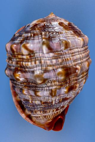 shellauction.net :: Cypraecassis rufa - 3699703