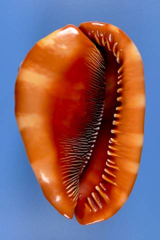 shellauction.net :: Cypraecassis rufa - 3699703