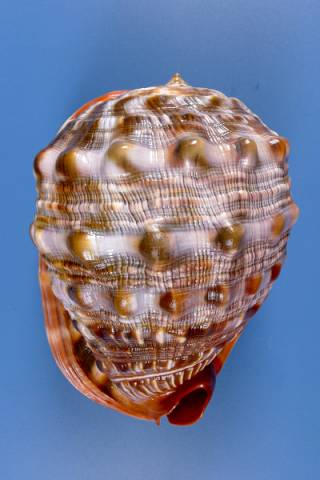 shellauction.net :: Cypraecassis rufa - 3699706