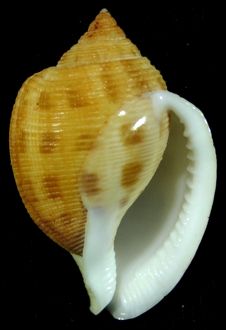 shellauction.net :: Sconsia grayi - 3699723