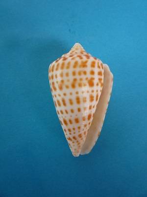 shellauction.net :: Conus spurius - 3699856