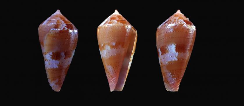 shellauction.net :: Conus corallinus - 3699984