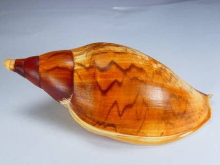 shellauction.net :: Ericusa sowerbyi - 3699994