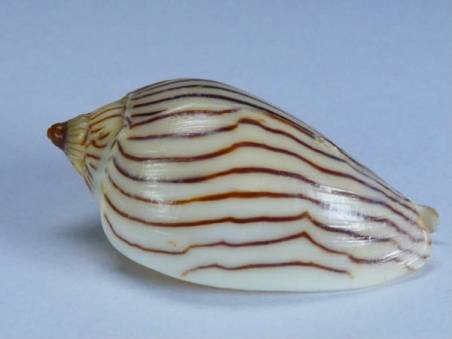 shellauction.net :: Amoria zebra - 3700000