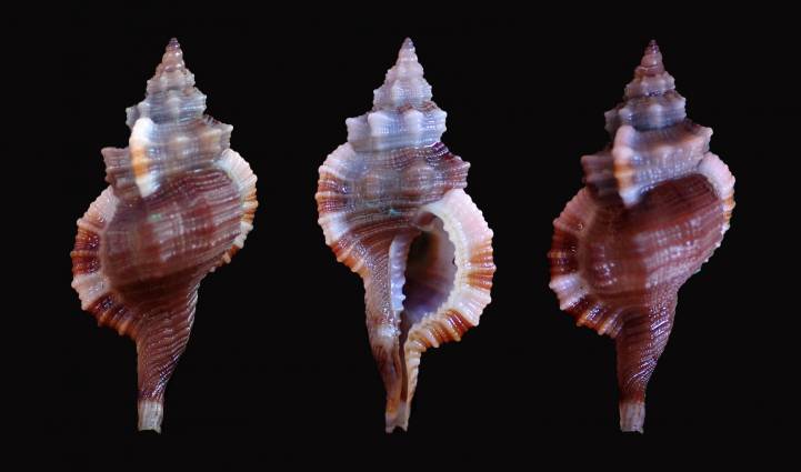 shellauction.net :: Cymatium comptum - 3700015