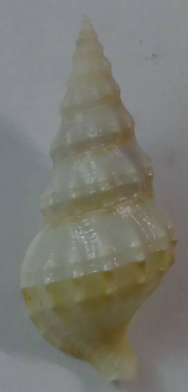 shellauction.net :: Nassaria magnifica - 3700063