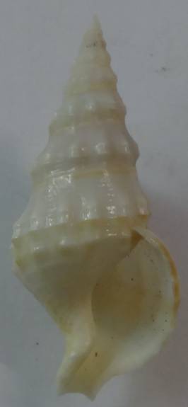 shellauction.net :: Nassaria magnifica - 3700063