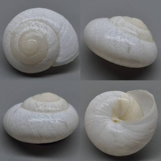 shellauction.net :: Xesta tomiana - 3700114