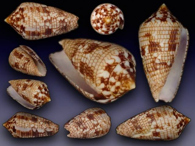 shellauction.net :: Conus lucidus - 3700165