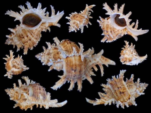 shellauction.net :: Chicoreus asianus - 3700171