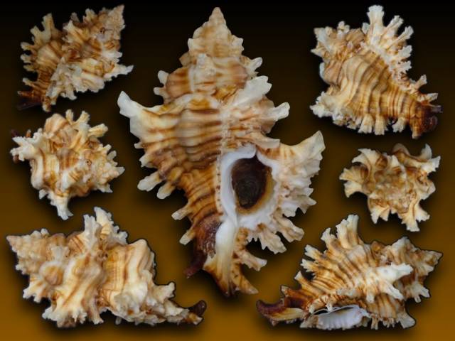 shellauction.net :: Chicoreus insularum - 3700181