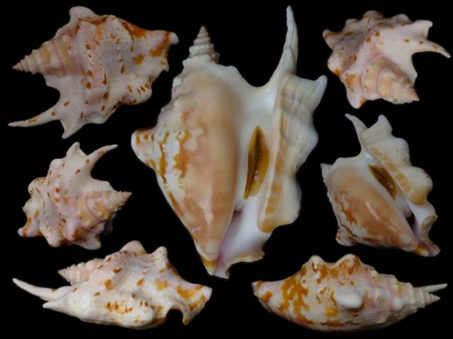 shellauction.net :: Sinustrombus taurus - 3700190