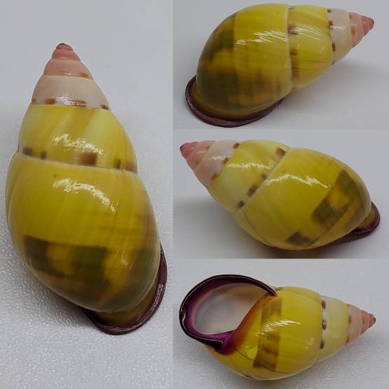 shellauction.net :: Amphidromus latestrigatus consobrinus - 3700410