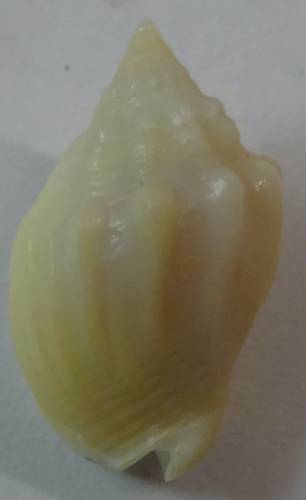 shellauction.net :: Cyllene lamarcki - 3700492