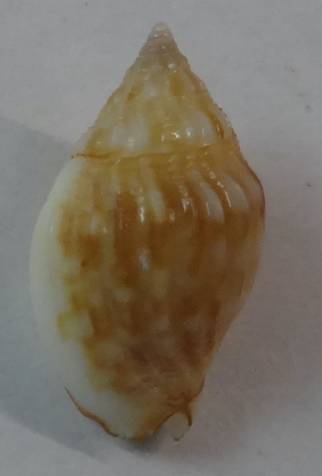 shellauction.net :: Cyllene rubrolineata - 3700493