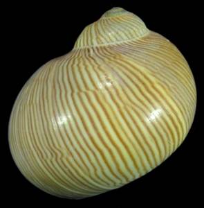 shellauction.net :: Tanea lineata - 3700495