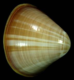 shellauction.net :: Tivela mactroides - 3700517