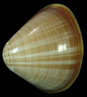 shellauction.net :: Tivela mactroides - 3700517