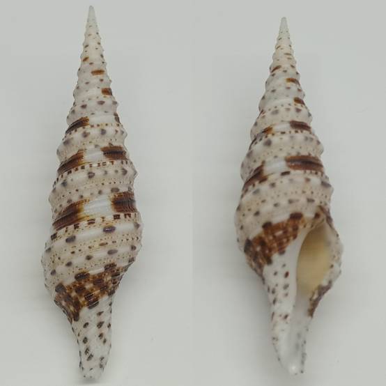 shellauction.net :: Turris spectabilis - 3700601