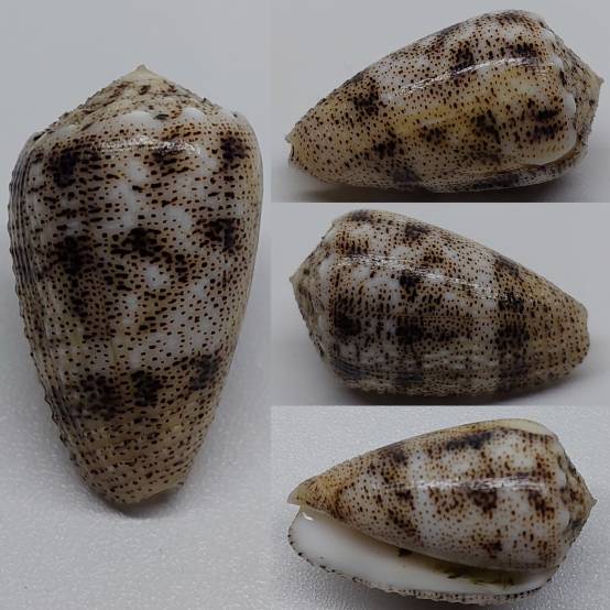 shellauction.net :: Conus arenatus - 3700801