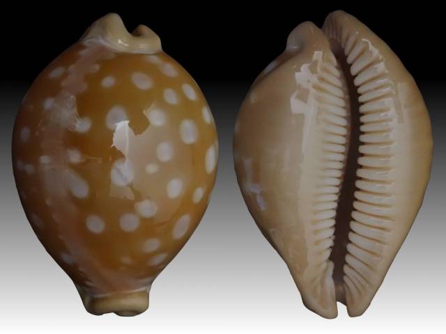 shellauction.net :: Callistocypraea leucodon - 3700922