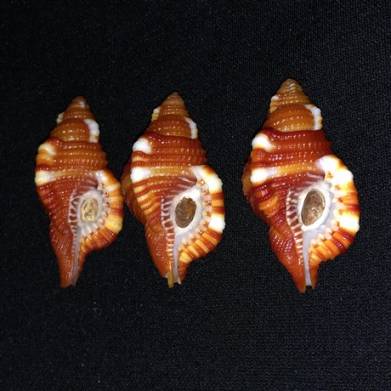 shellauction.net :: Cymatium (Septa) rubeculum - 3701051