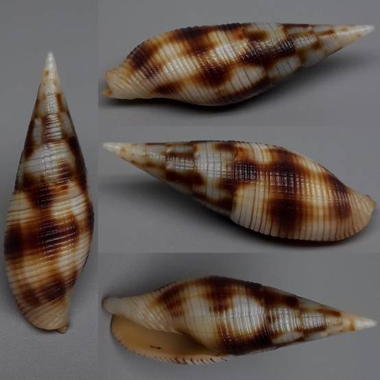 shellauction.net :: Nebularia ustulata - 3701110