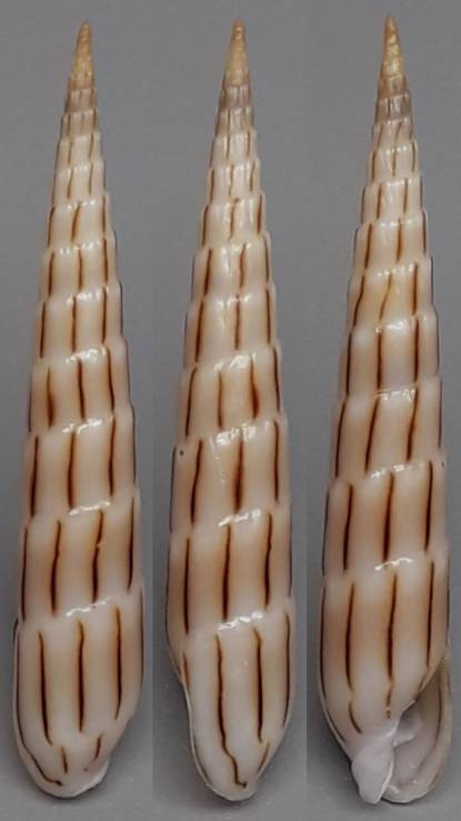 shellauction.net :: Hastula lanceata - 3701127