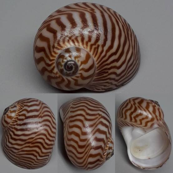 shellauction.net :: Tanea undulata - 3701129