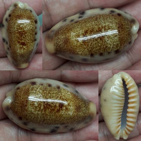 shellauction.net :: Erronea caurica - 3701139