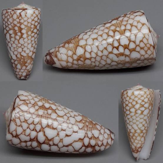 shellauction.net :: Conus nobilis victor - 3701207