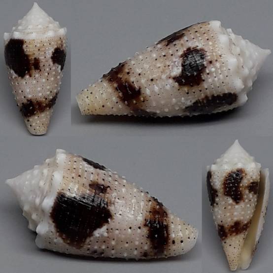 shellauction.net :: Conus varius - 3701209