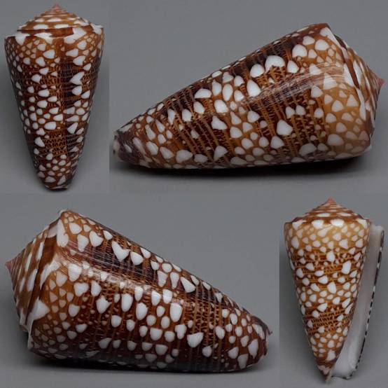 shellauction.net :: Conus nobilis victor - 3701222