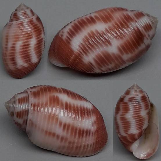 shellauction.net :: Acteon fabreanus - 3701247