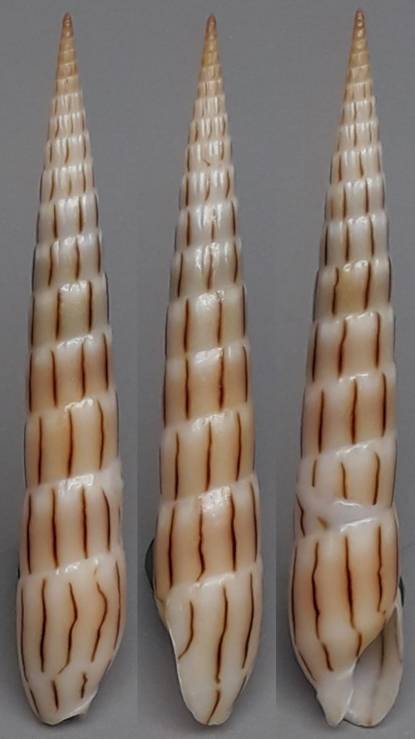 shellauction.net :: Hastula lanceata - 3701304