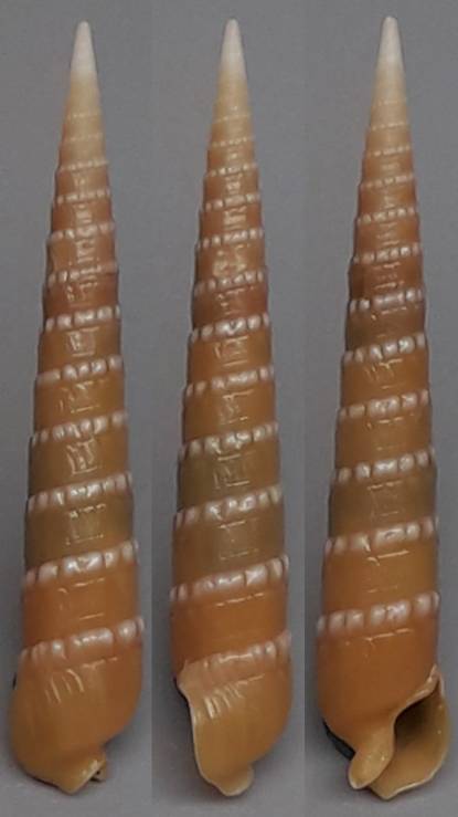 shellauction.net :: Terebra sp. - 3701308