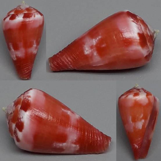 shellauction.net :: Conus pertusus - 3701348