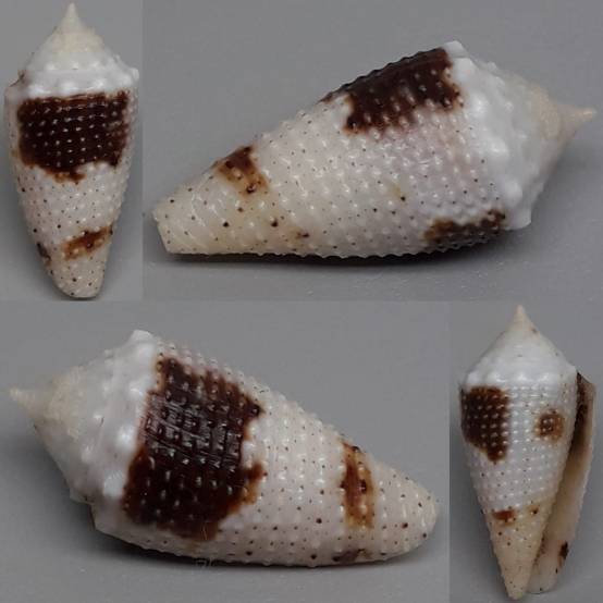 shellauction.net :: Conus varius - 3701383