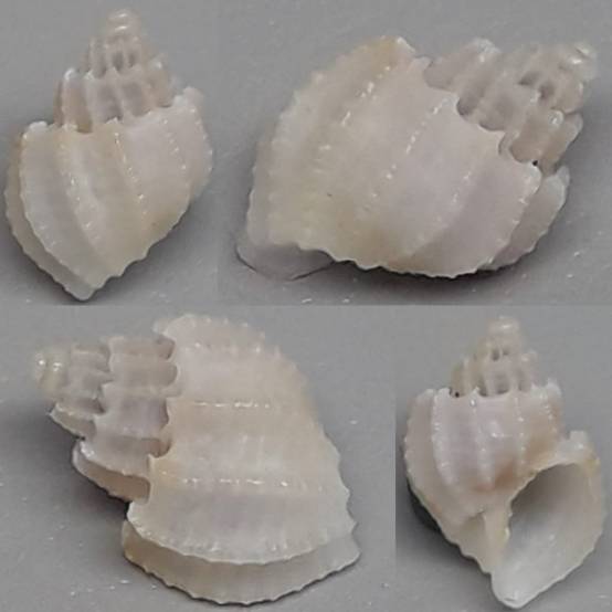 shellauction.net :: Scalptia sp. - 3701400