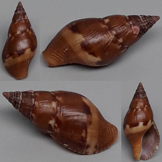 shellauction.net :: Pisania ignea - 3701417