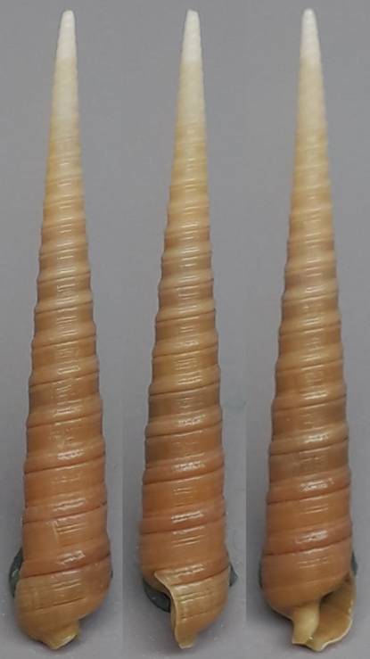 shellauction.net :: Terebra sp. - 3701424