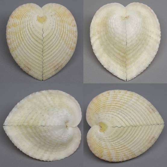 shellauction.net :: Corculum sp. - 3701441